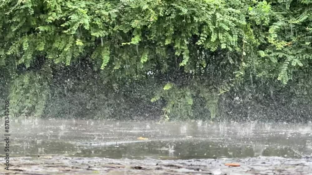 Heavy rain falling in slow motion onto sidewalk before row of bushes ...