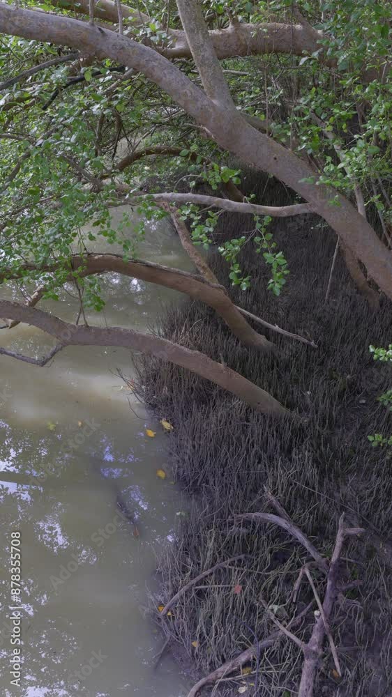 Lush Mangrove Forest ,Mangrove Ecosystem, Root Respiration through ...