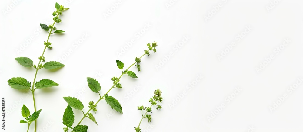 Goutweed plant showcased on a white background with copy space image ...