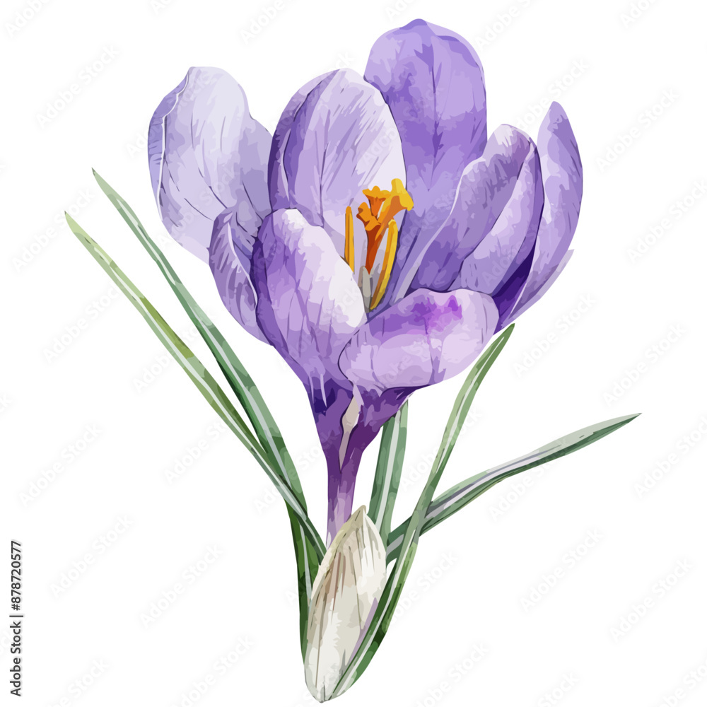 Watercolor of a Crocus flower, isolated on a white background, design ...