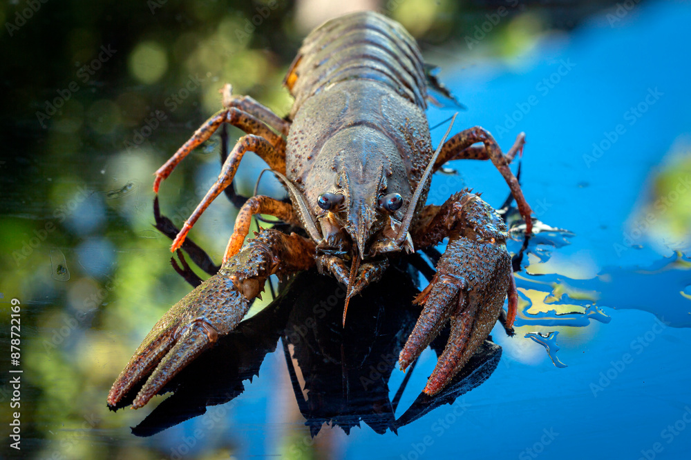 The European crayfish (Astacus astacus), noble crayfish, or broad ...