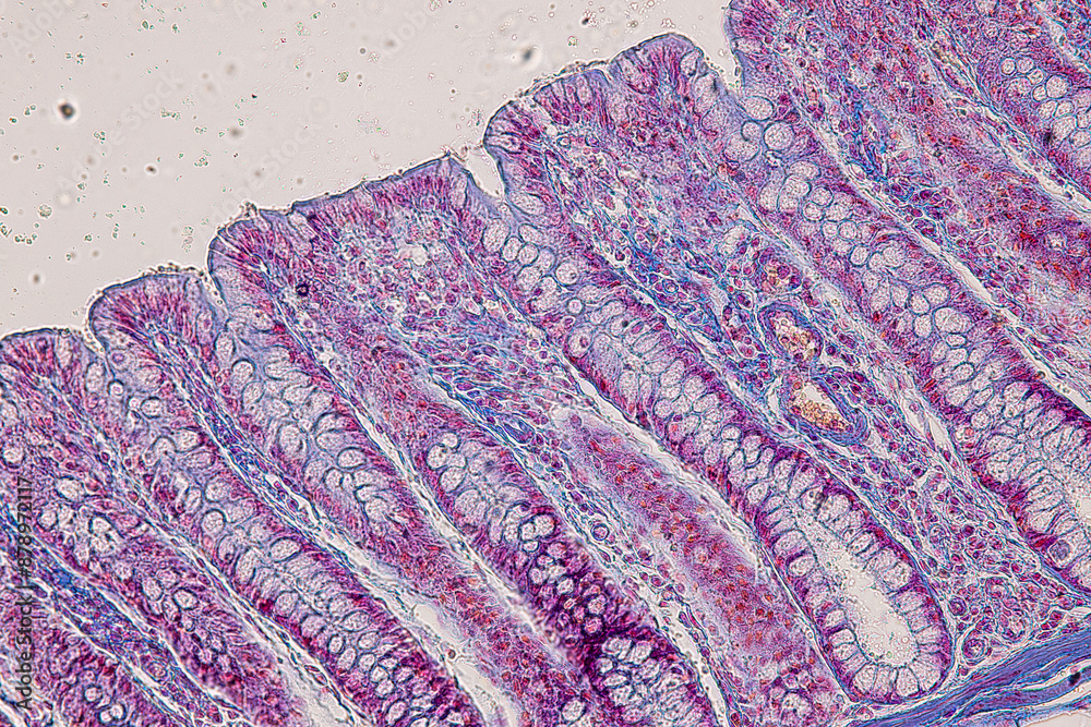 Pathology and Histology Tissue of Mouse, Rabbit, Cat and Cow under ...