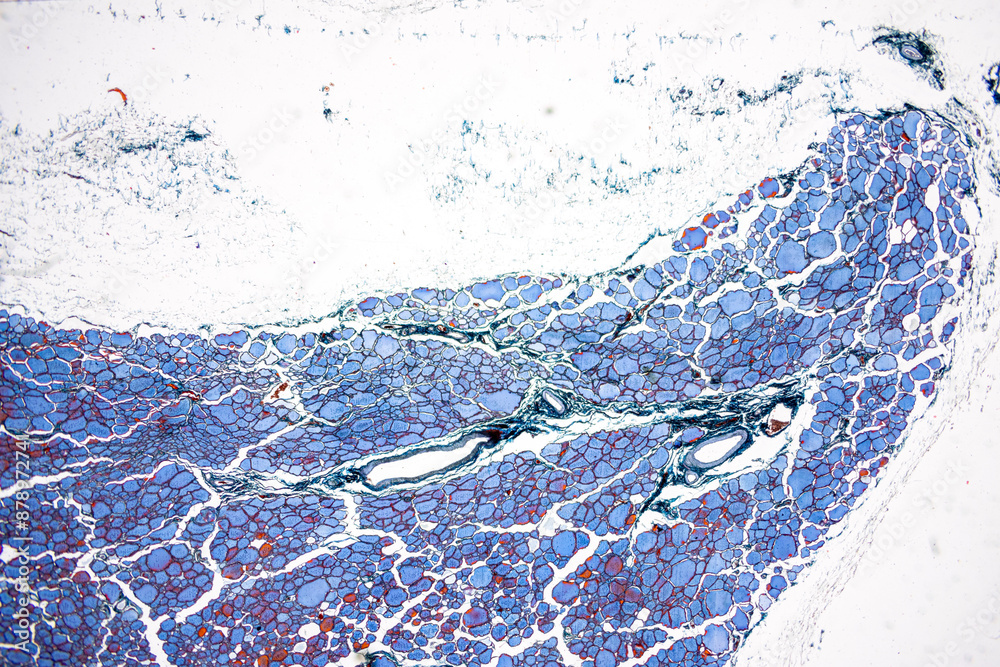 Foto de Pathology and Histology Tissue of Mouse, Rabbit, Cat and Cow ...