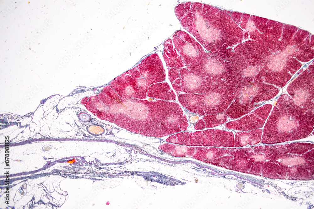Pathology and Histology Tissue of Mouse, Rabbit, Cat and Cow under ...