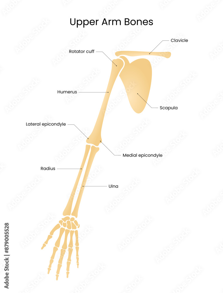 Diagram of Upper Arm Bones Stock Vector | Adobe Stock