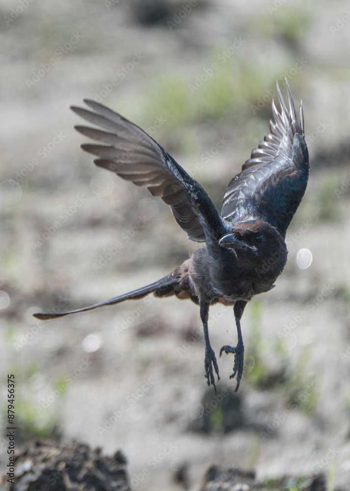 Black Drongo (Dicrurus macrocercus) in flight. The Black drongo is a ...