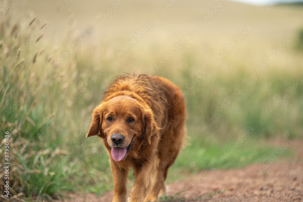 Australian Farm Dogs kelpie Working Through Drought, Navigating Summer ...