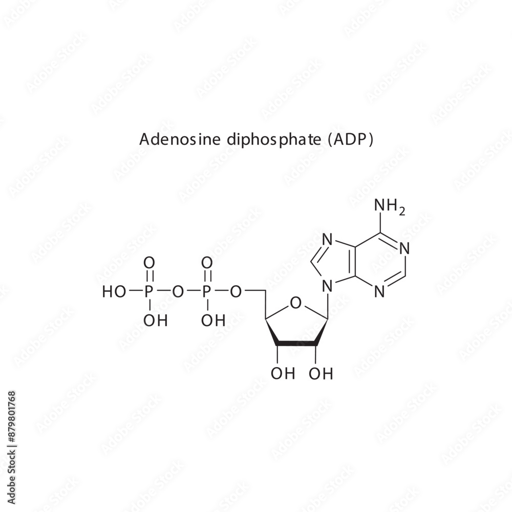 Vetor de Adenosine triphosphate (ATP) skeletal structure schematic illustration, Nucleoside ...
