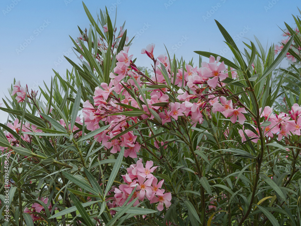 Nerium oleander | Laurier rose - Oléandre - Rosage - Nérion - Lauraine ...