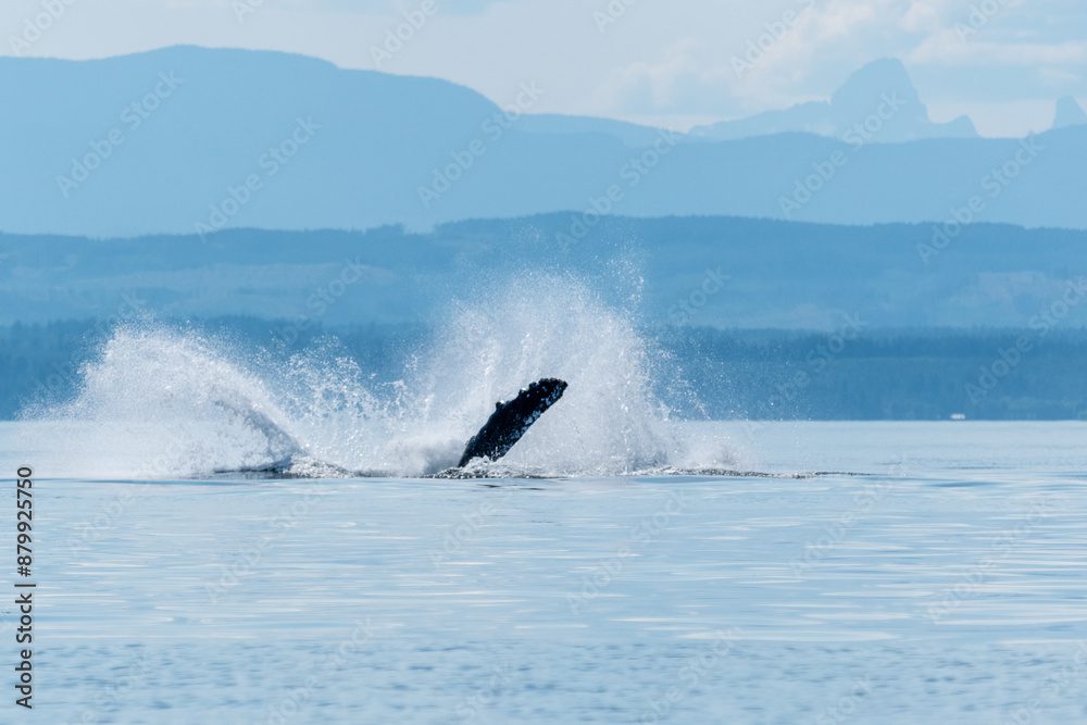Humpback splashing A humpback whale frolics in BC waters using both ...