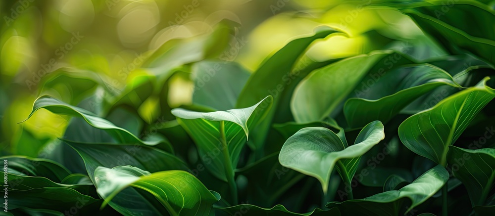 Close up image featuring soft focus on Arum lily leaves creating a lush ...