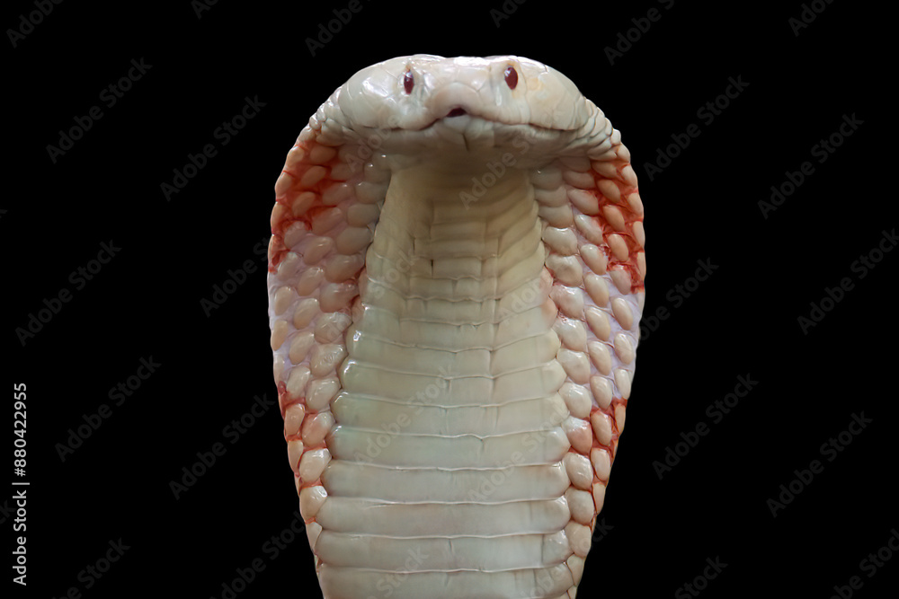 Lucy leucistic monocled cobra (Naja kaouthia) closeup head. Clooseup ...