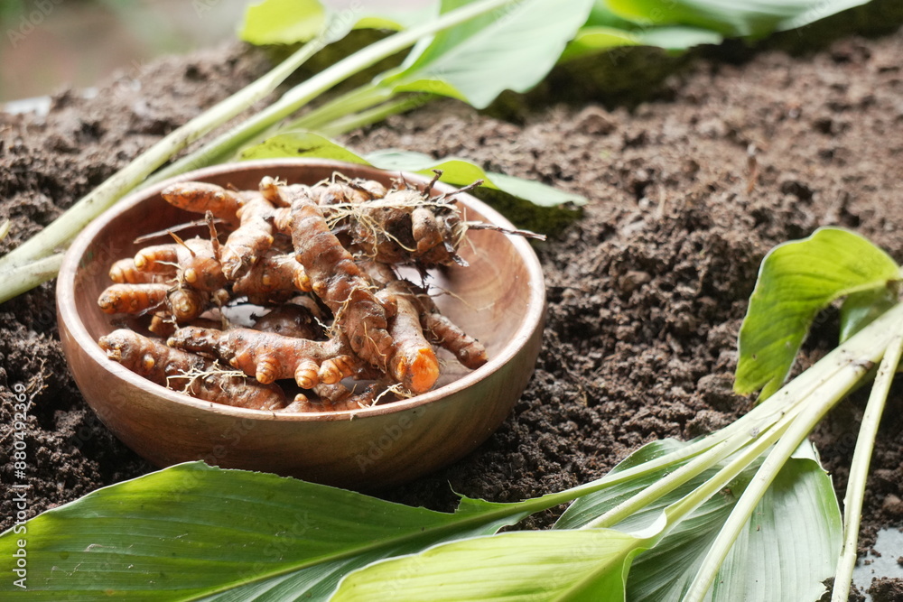 Raw Turmeric harvest from agricultural farming leaf and stem of ...