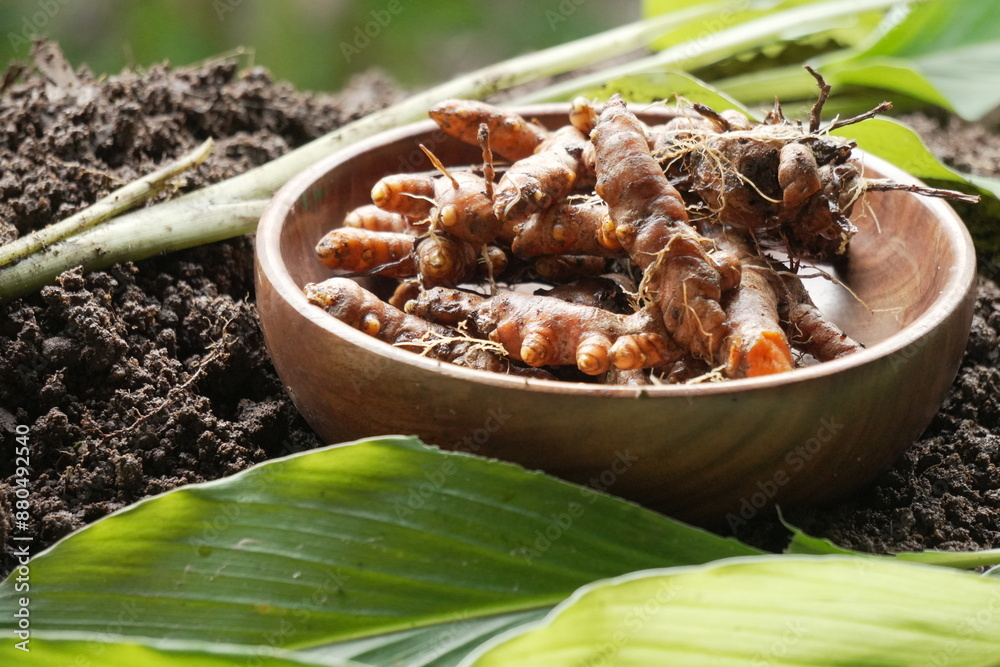 Raw Turmeric harvest from agricultural farming leaf and stem of ...