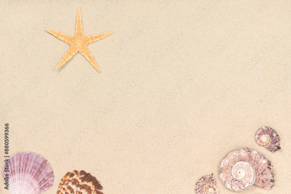 Sandy beach background with seashells and starfish. natural sand ...