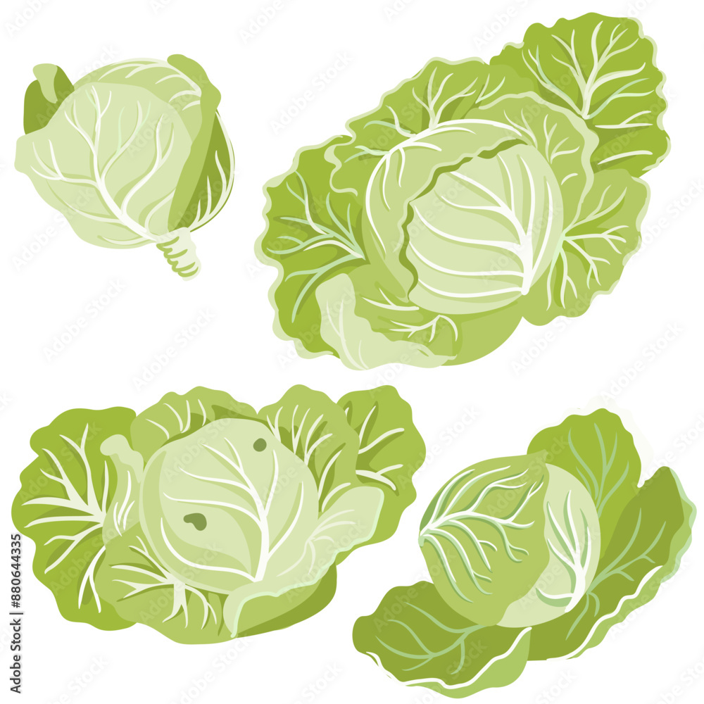vector drawing cabbage, green leaf vegetables isolated at white ...