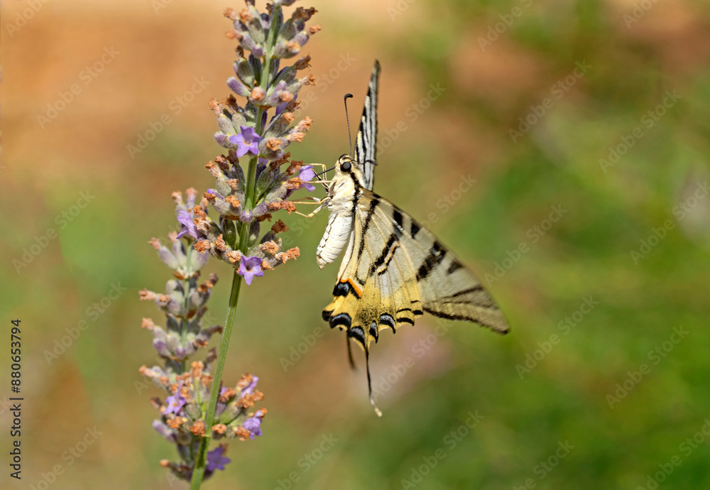 Wing underside of a scarce swallowtail (Iphiclides podalirius) is a ...