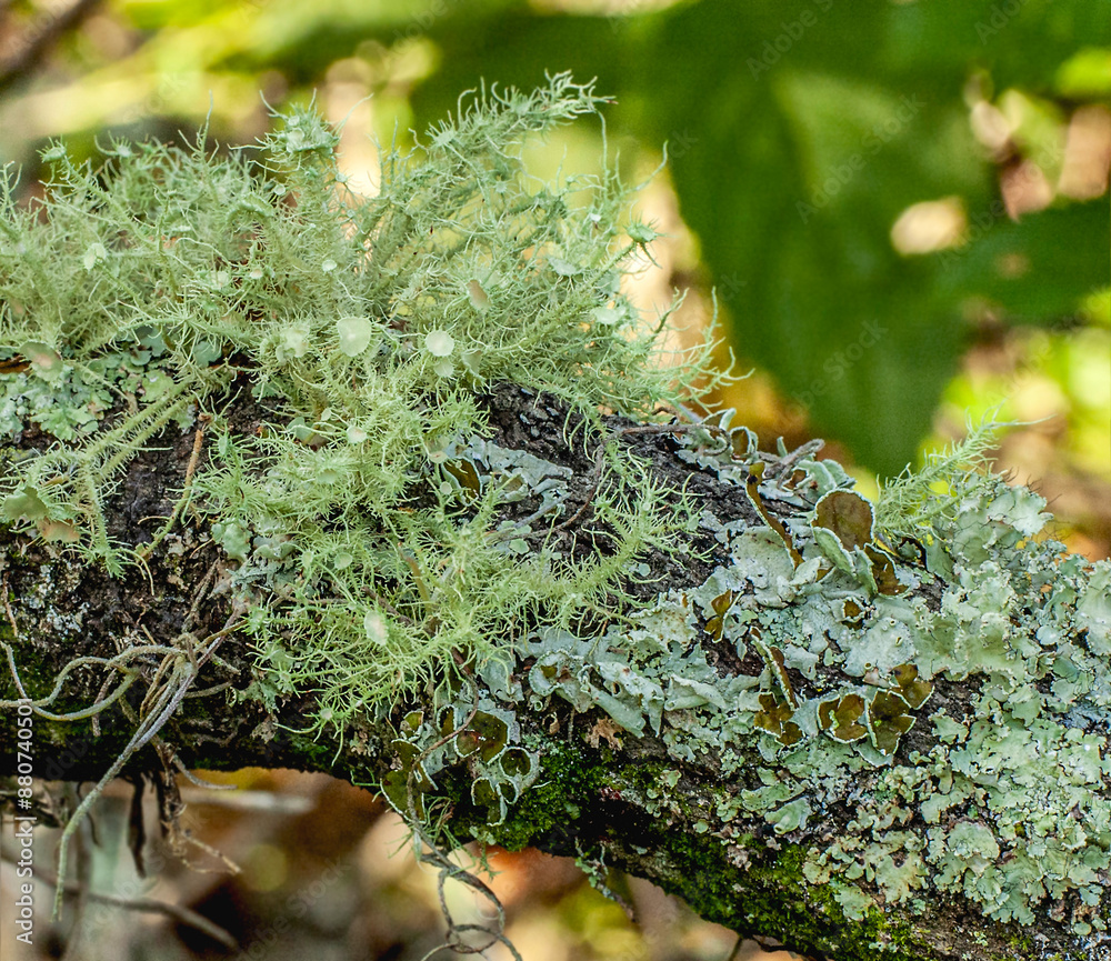 Pale green filament-like fruticose lichens , Usnea spp, growing with ...