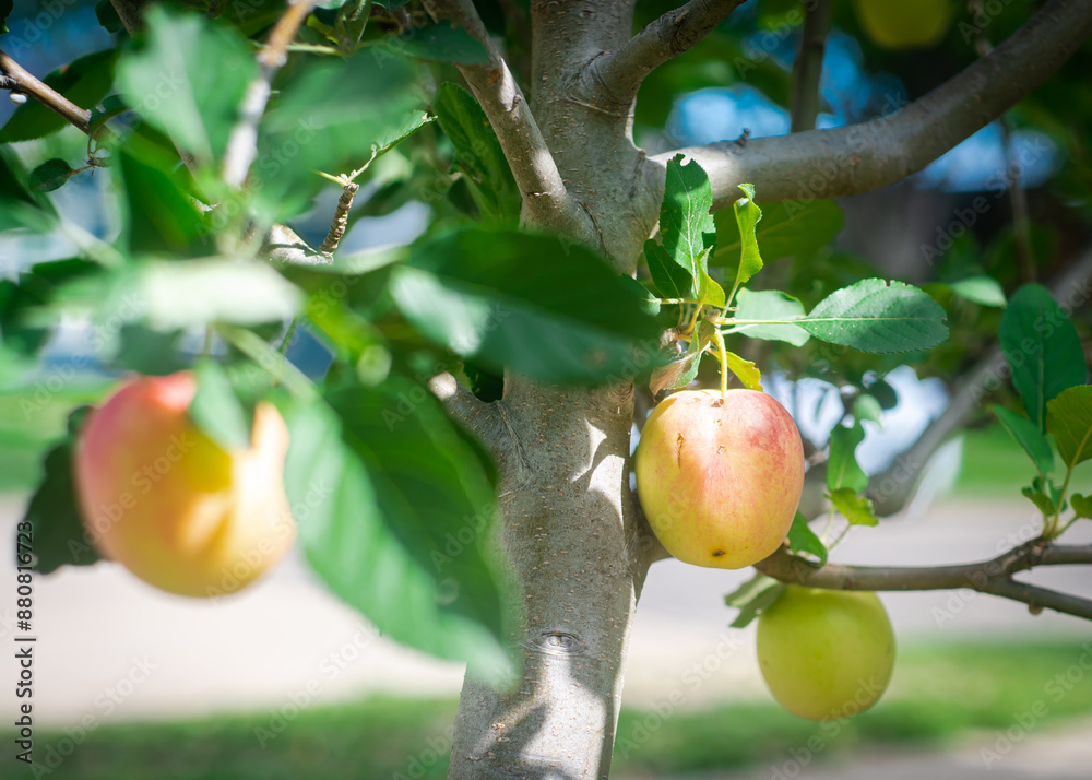 Sidewalk parkway with dwarf apple tree load of hanging ripe fruits ...