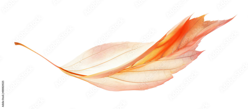 Graceful Maple Seed Twirling in Air Clip Art Isolated Transparent ...