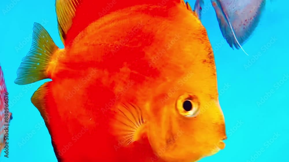 4K This clip features brightly colored discus fish swimming in an ...