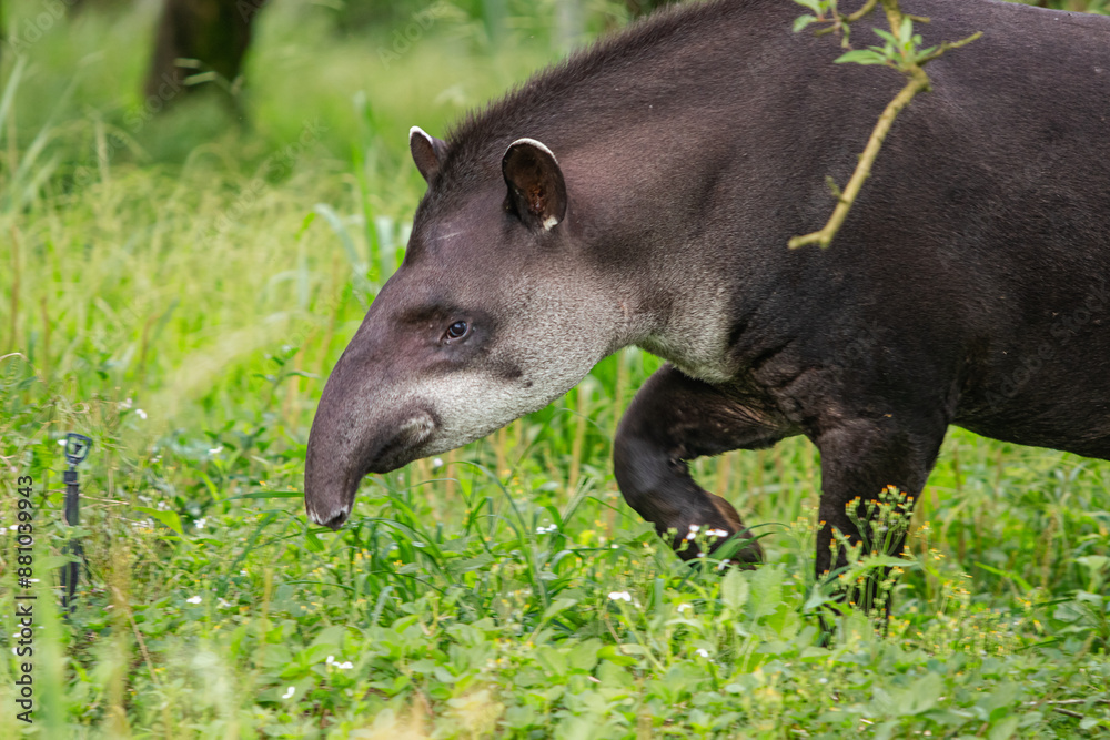 Anta brasileira em um campo de ameixas / Brazilian tapir in a plum ...