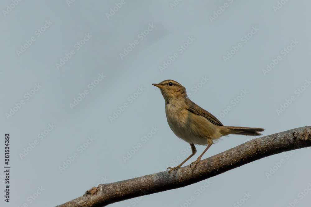 The Dusky Warbler (Phylloscopus fuscatus) is a small passerine bird ...