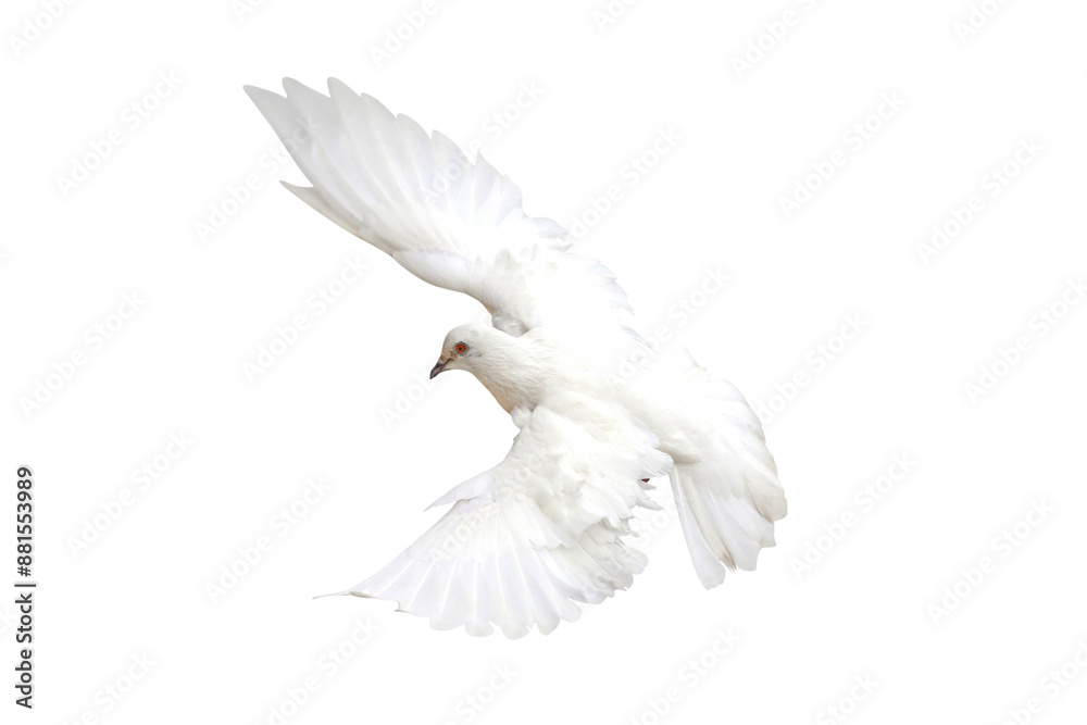 Beautiful of White dove isolated on transparent background png file ...