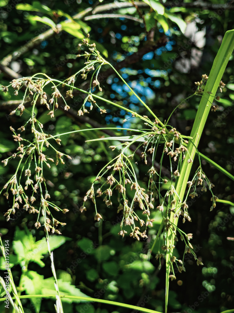 Cyperus rotundus (coco-grass, Java grass, nut grass, purple nut sedge ...