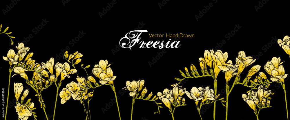 Hand drawn line art vector freesia on black background. Yellow freesia ...