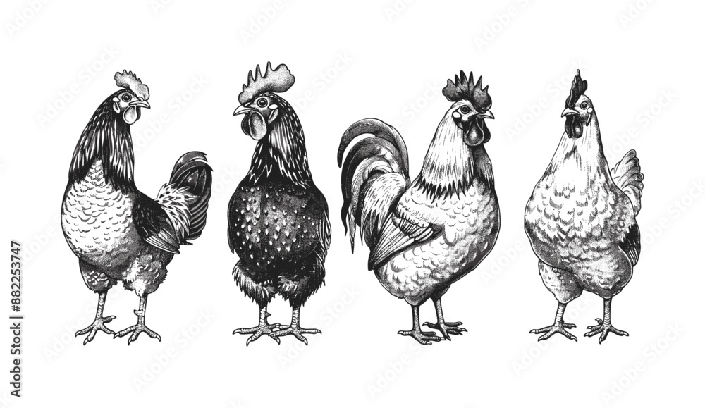 Black and white hand drawn vintage engraving chicken set illustration ...