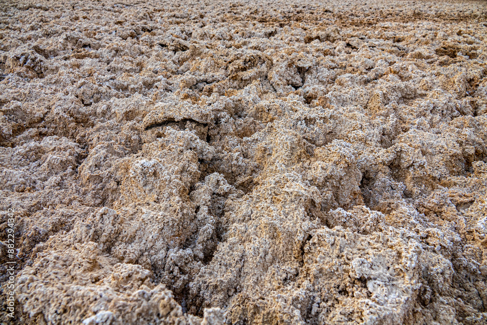 Soil science. An ephemeral lake in the desert that does not ...