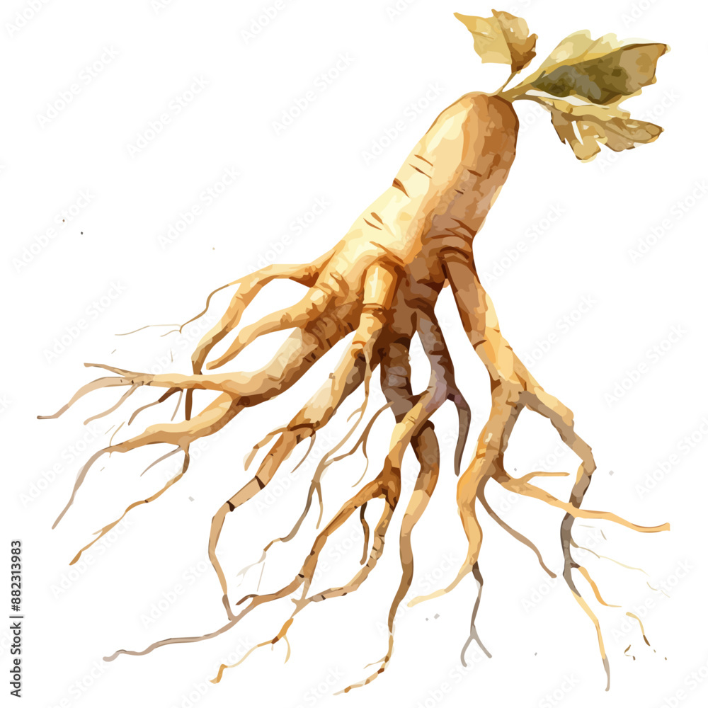 Watercolor painting of Ginseng, isolated on a white background, Ginseng ...