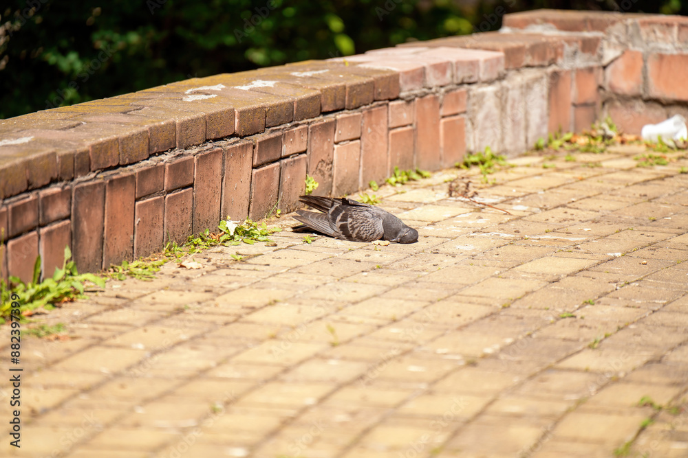 dead pigeon lies on the pavement, victim of the intense heat Stock ...