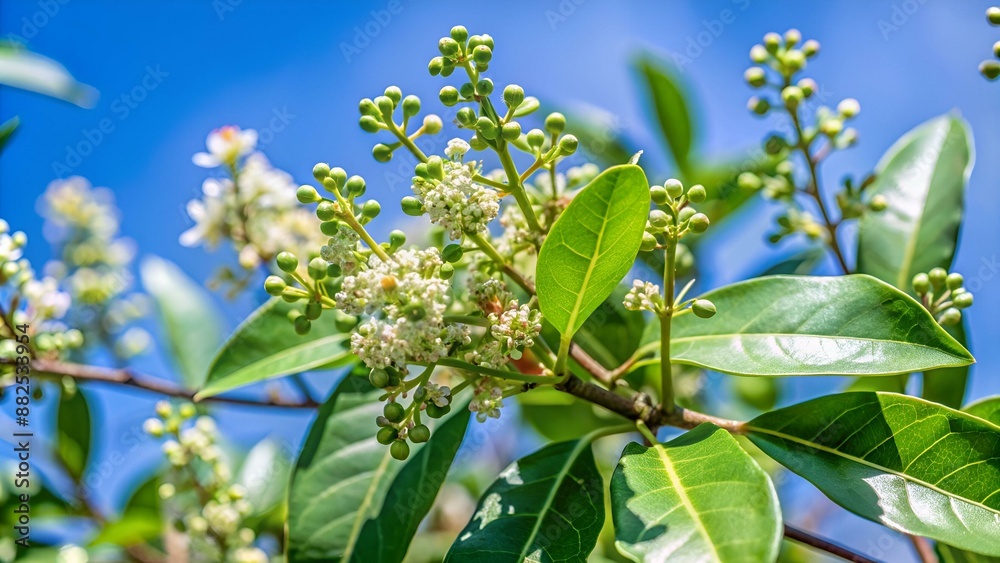 Five-leaved chaste tree, Chinese chaste, Indian privet, Negundo chest ...