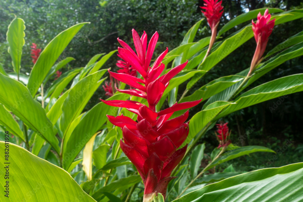 Red Ginger: Alpinia purpurata, commonly known as red ginger, is a ...