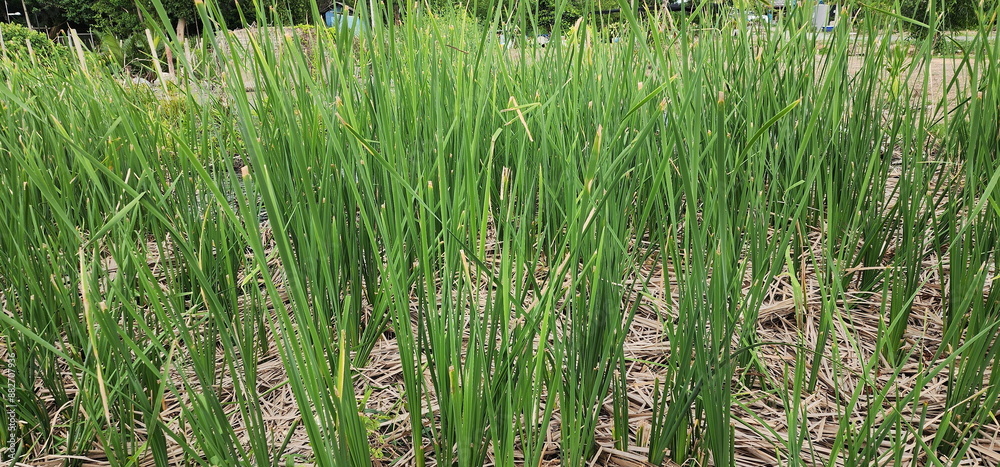 Bulrush trees have narrow-slender leaves about 50-120 centimeters long ...