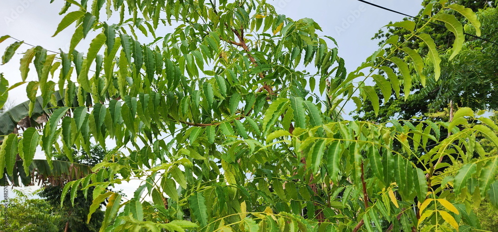 The quinine or neem tree has dark green leaves. Scientific name ...
