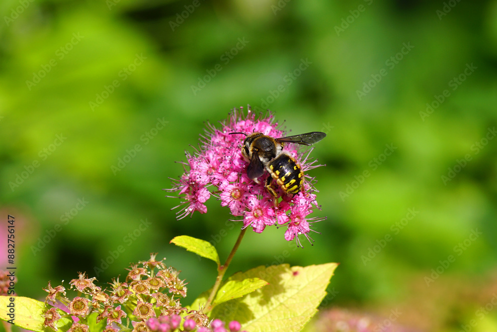 Fork-tailed Flower Bee (Anthophora furcata), family Apidae on flowers ...
