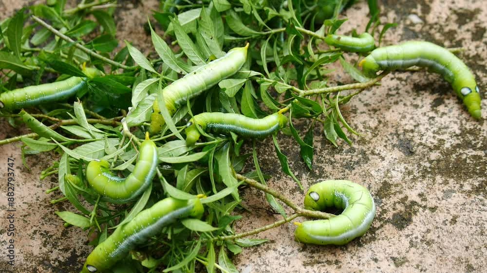 Green caterpillars on a leaf, Caterpillar moving and eating leaves of a ...