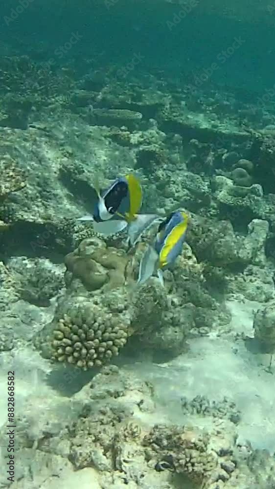 Two colorful powder-blue surgeonfish fishes dance among the corals ...