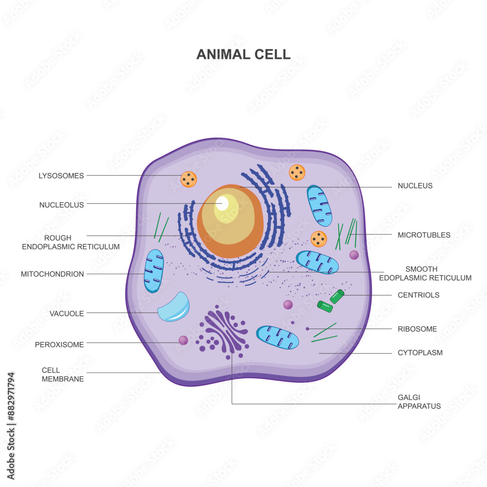 An animal cell is a eukaryotic cell with a nucleus, organelles like ...