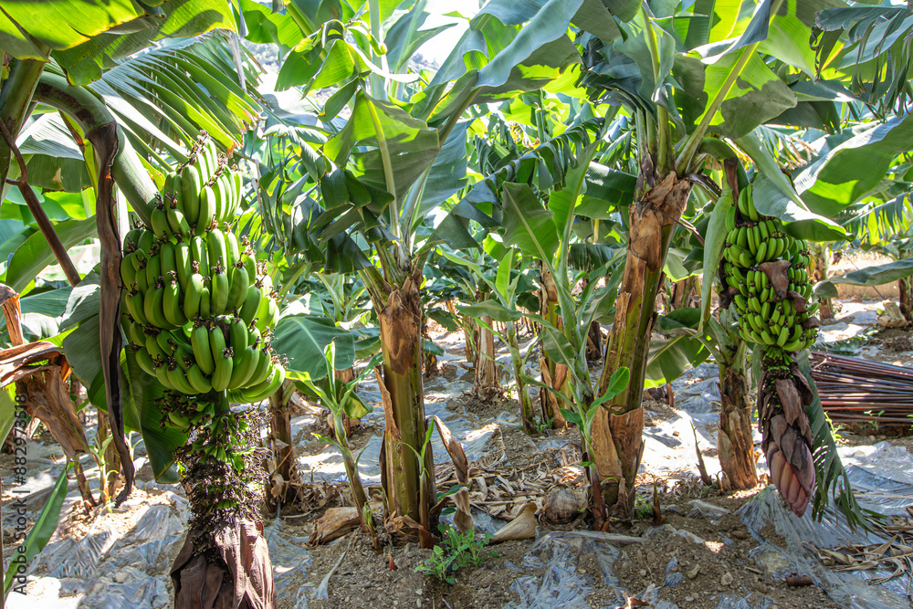 Foto de Green bananas hang in clusters in banana fields. Growing ...