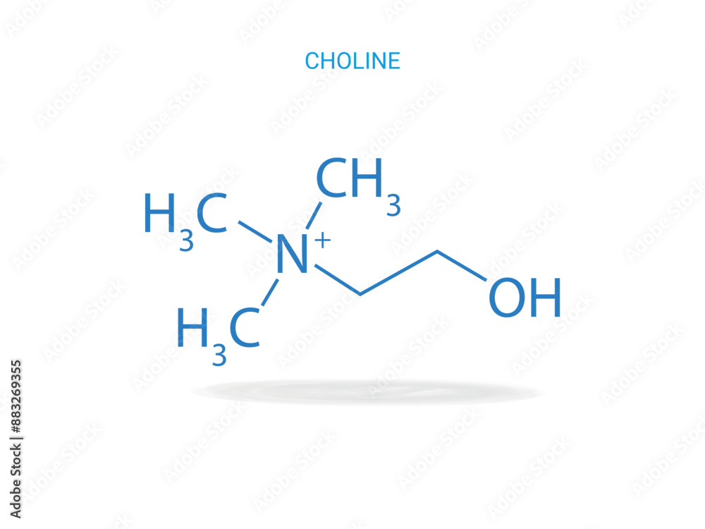 Diagram illustrating the molecular structure of choline, highlighting ...
