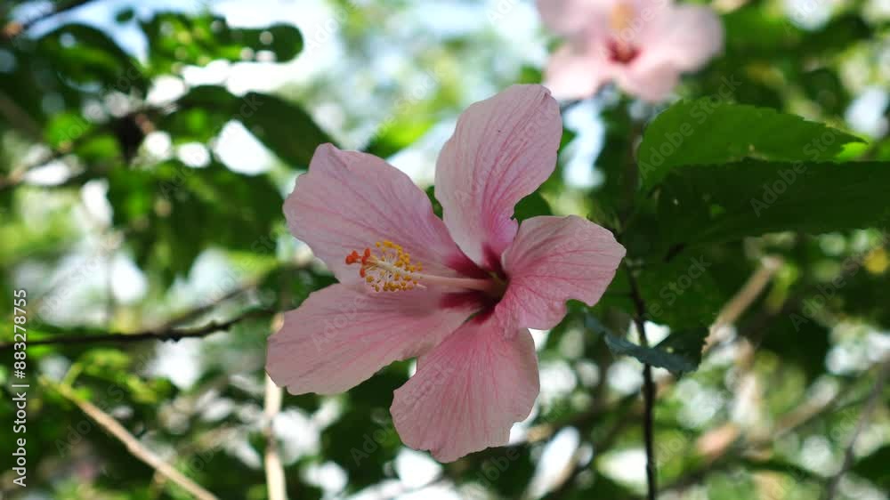 Hibiscus rosa sinensis flowers on a tree, also known as Chinese ...