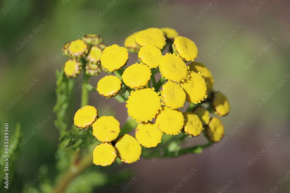 Sweden. Tansy (Tanacetum vulgare) is a perennial, herbaceous flowering ...