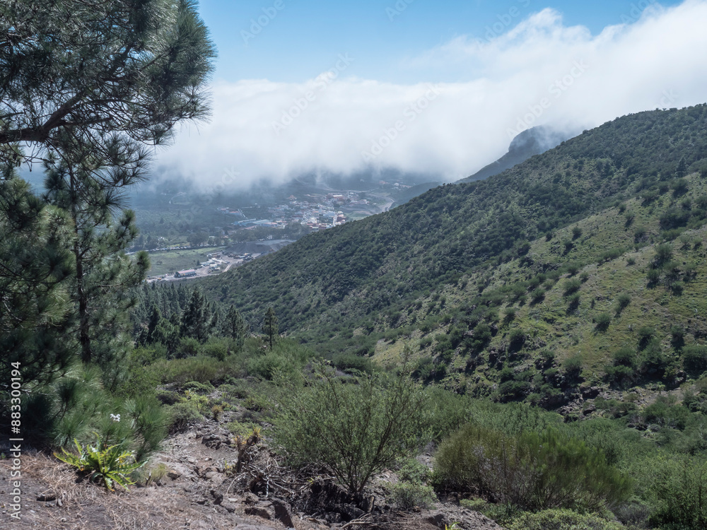 View from hiking trail through the lush green canarian pine tree forest ...