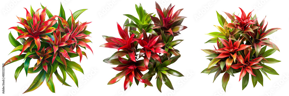 Set of vibrant cluster of red and green bromeliads set isolated on a ...