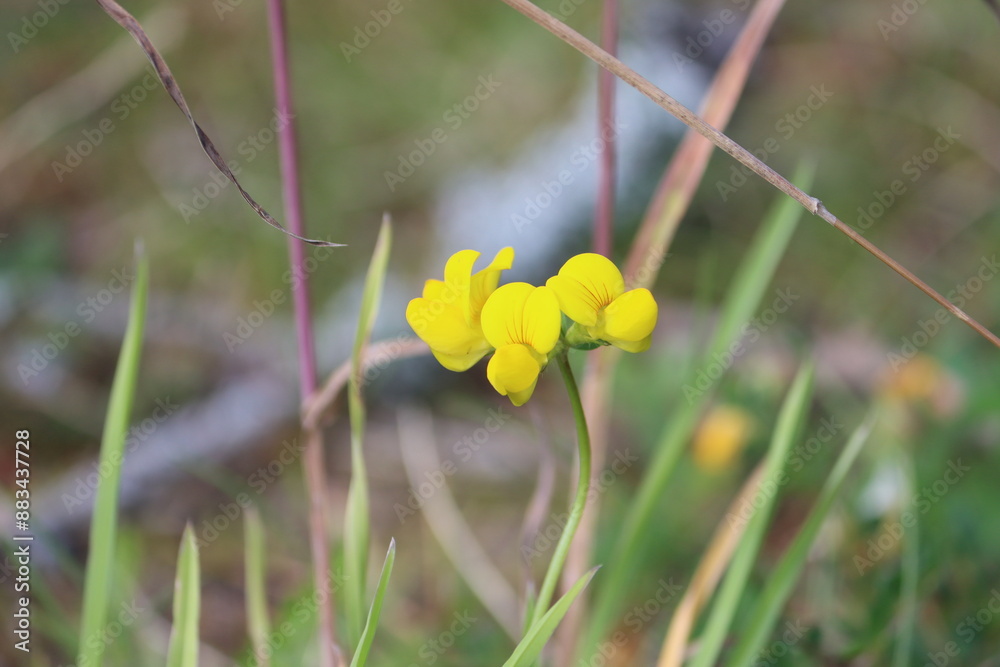 Sweden. Lotus corniculatus is a flowering plant in the pea family ...
