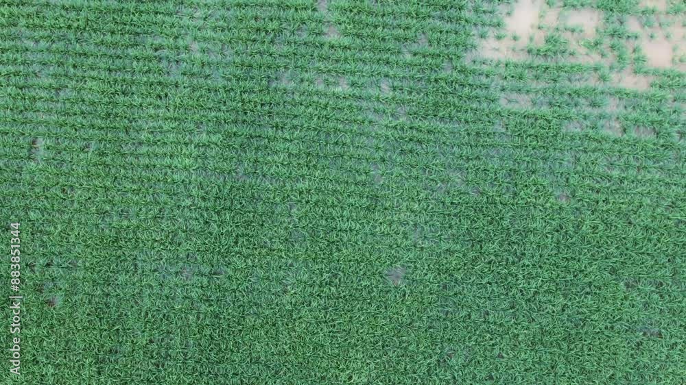 Discover the Serene Beauty of Rice Fields Immerse yourself in the ...